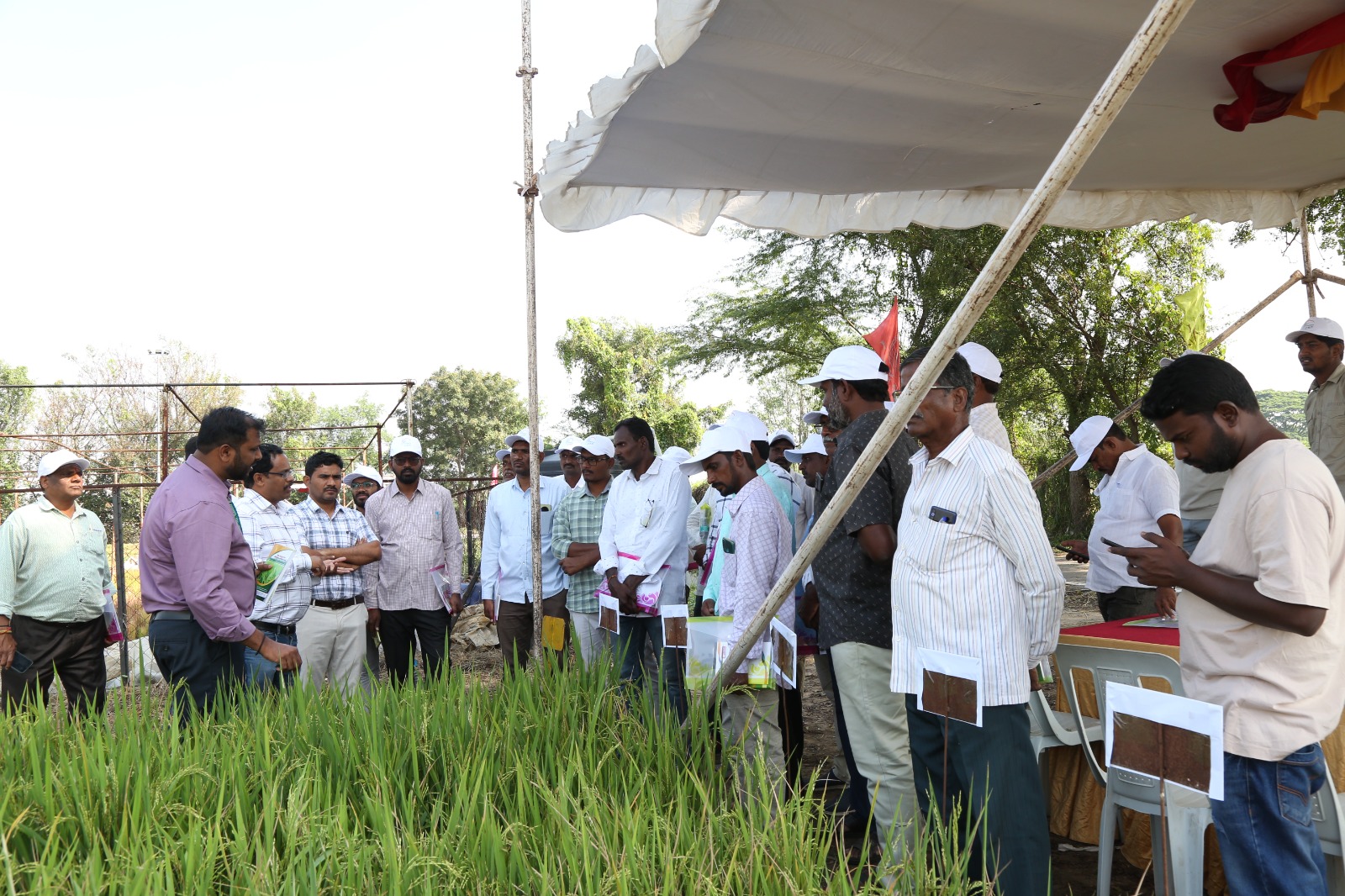 Improved Samba Mahsuri